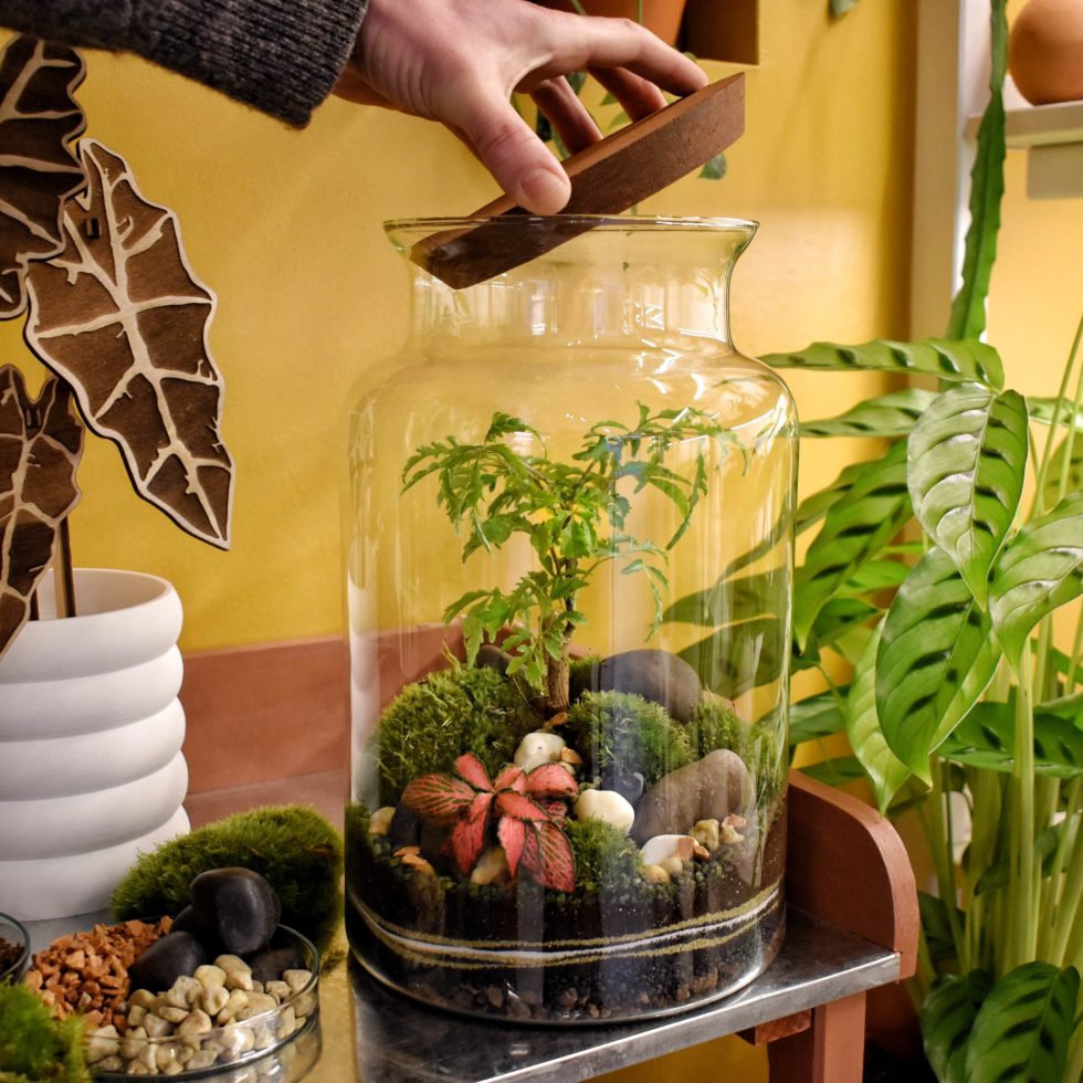 Cours de création de terrarium dans le Vaucluse - Bois Joli